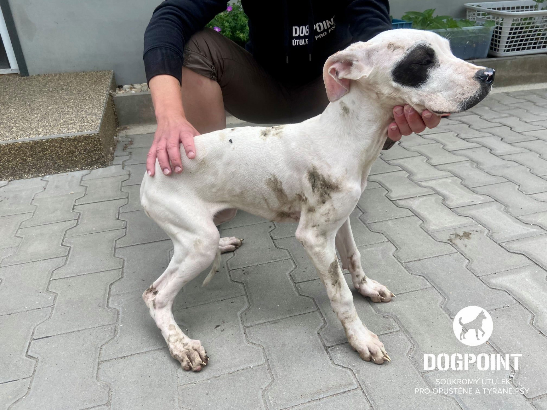 Psi z množírny zachráněni | Jihočeská televize