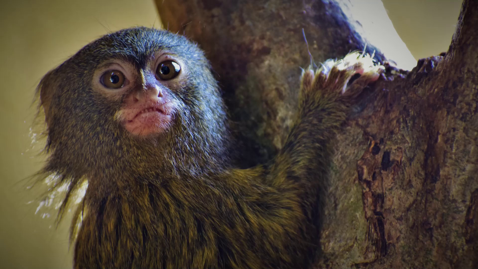 O opičí mládě pečuje jiný druh opic | Jihočeská televize